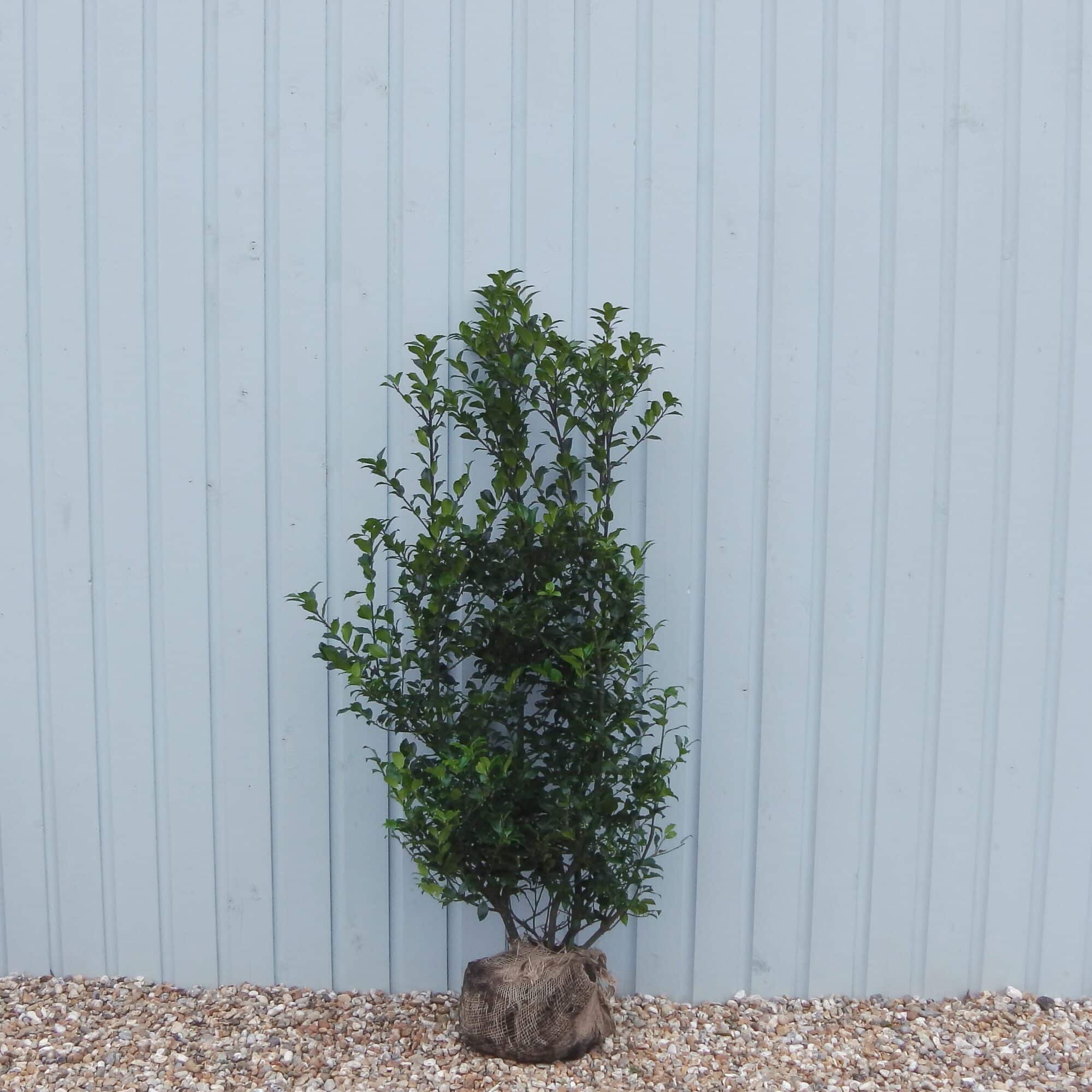 Buy Ilex Meserveae Hedging Plants - Blue Princess or Holly Blue Hedges