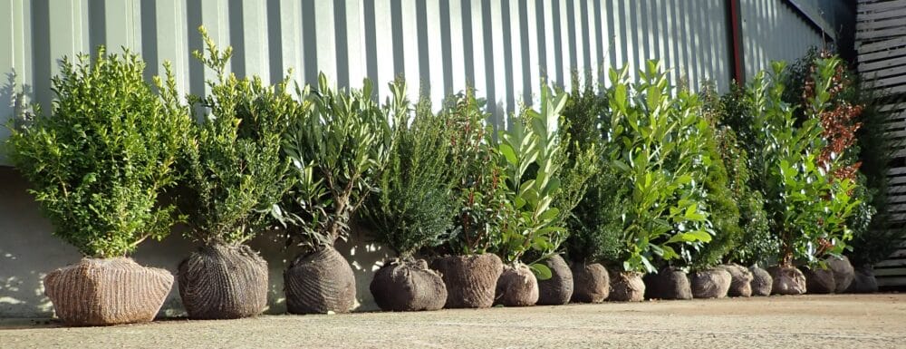 The UK's Leading Garden Hedging & Hedging Specialists | Hopes Grove ...