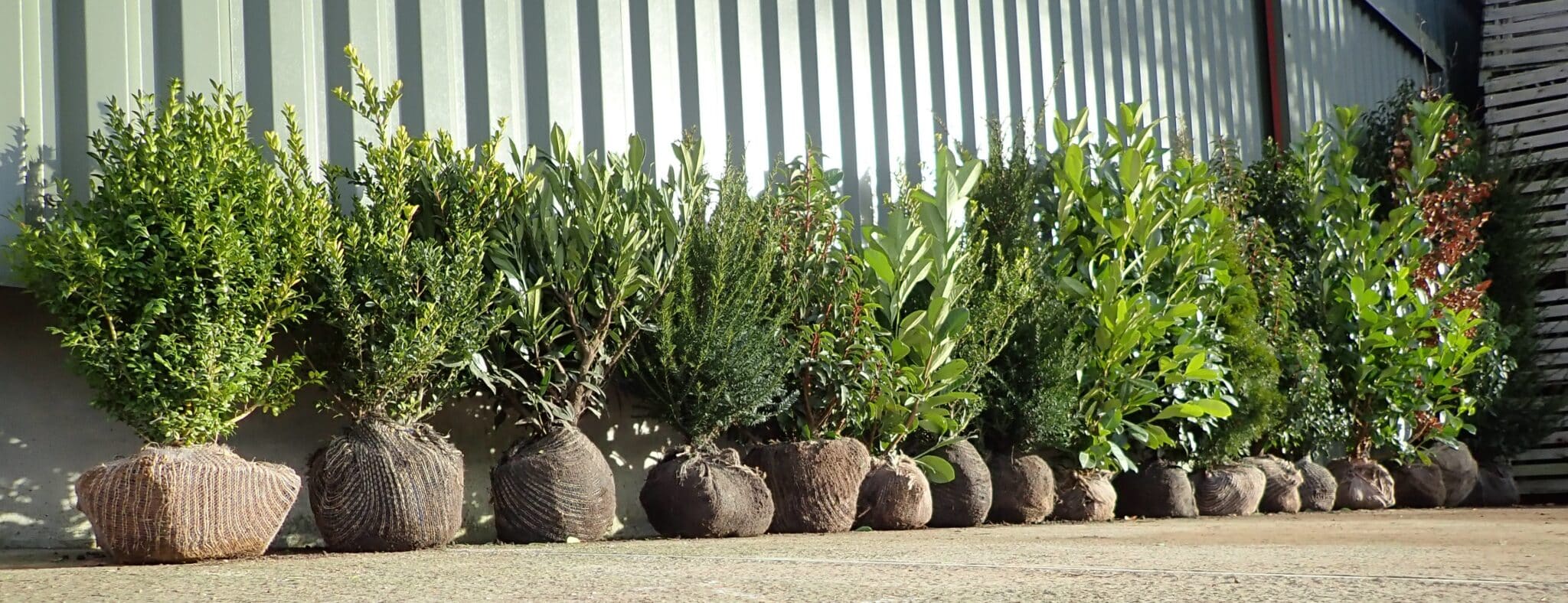 The UK's Leading Garden Hedging & Hedging Specialists | Hopes Grove ...