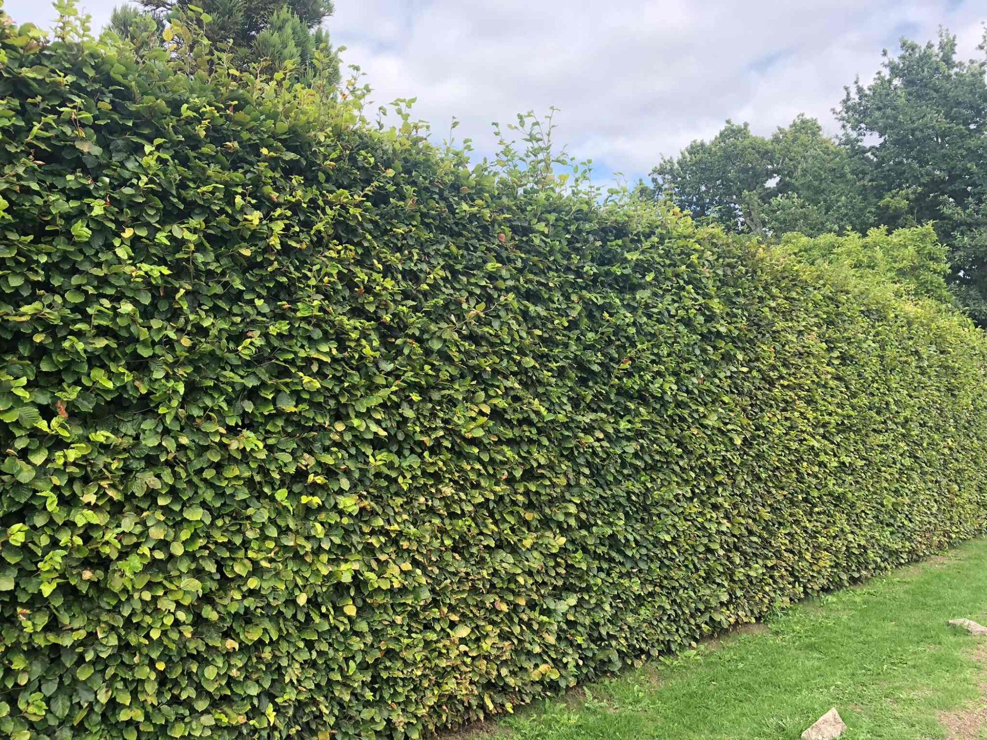 Beech - the Queen of Trees and the Smartest of Hedges - Hopes Grove ...