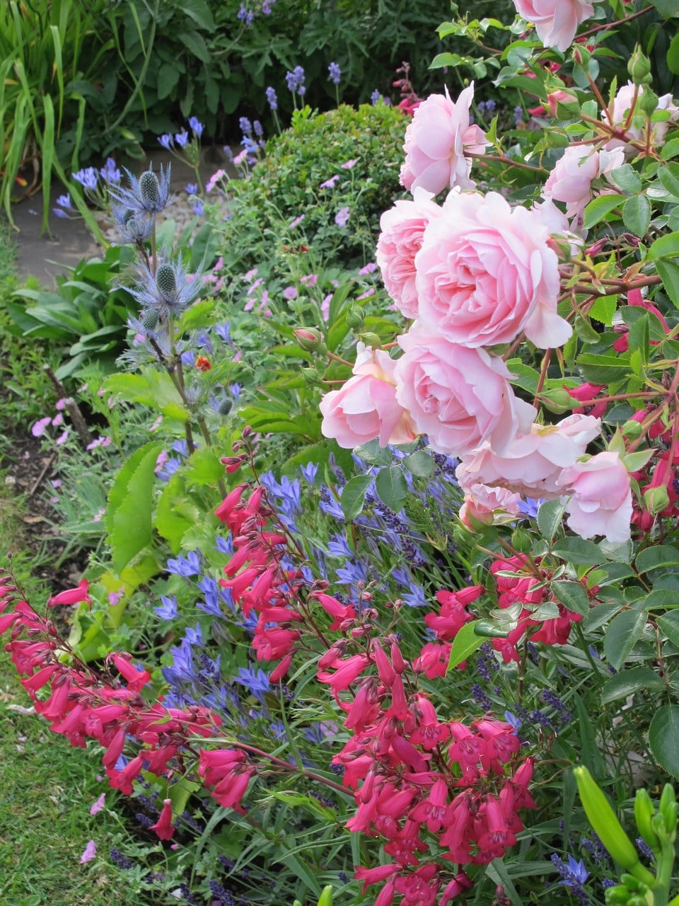 The Iconic Lavenders Of High Summer - Hopes Grove Nurseries