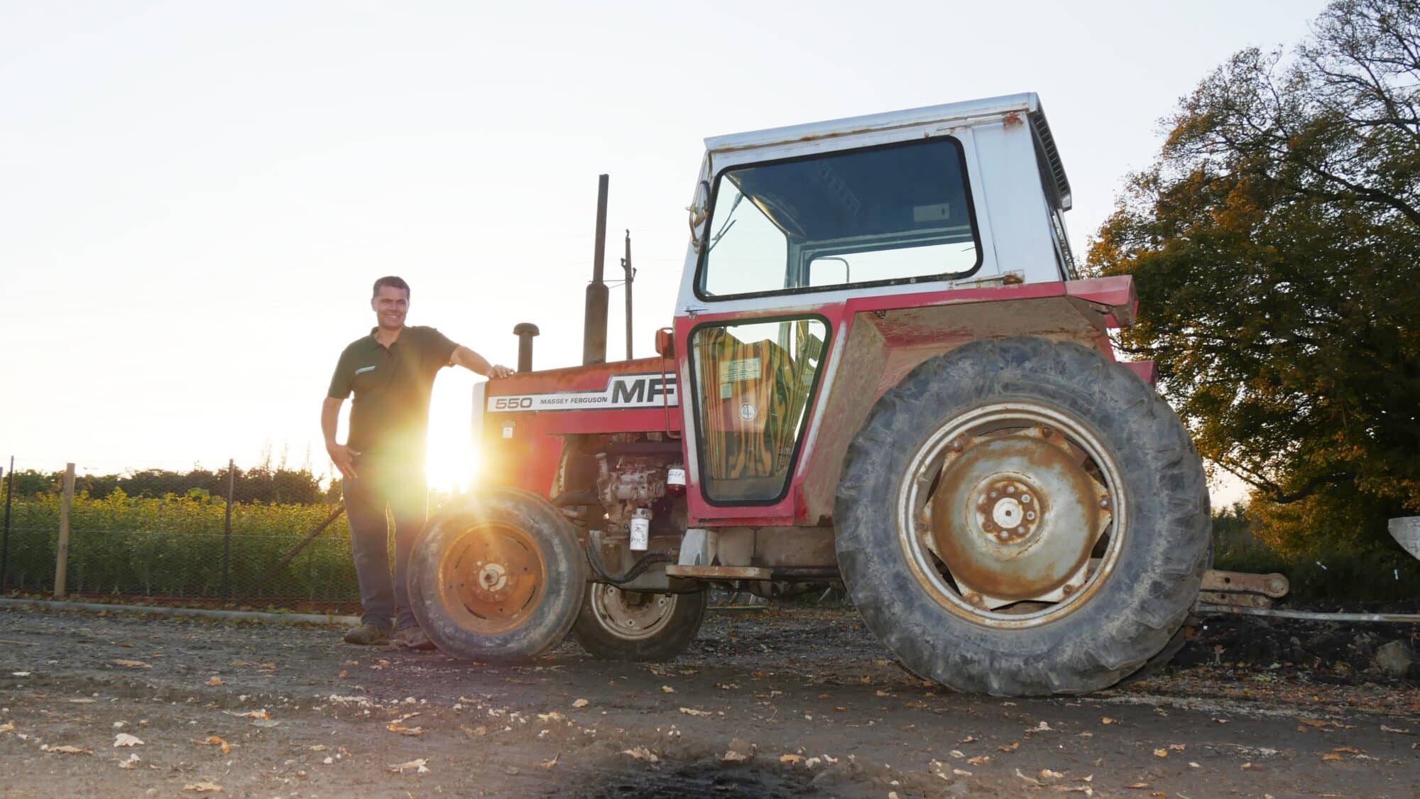Buy Box Hedging (Boxwood) | Buxus Hedging for Sale