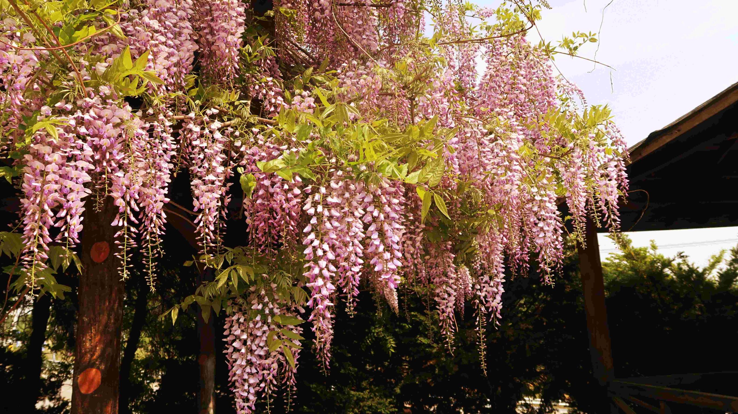 Growing And Pruning Wisteria - Hopes Grove Nurseries
