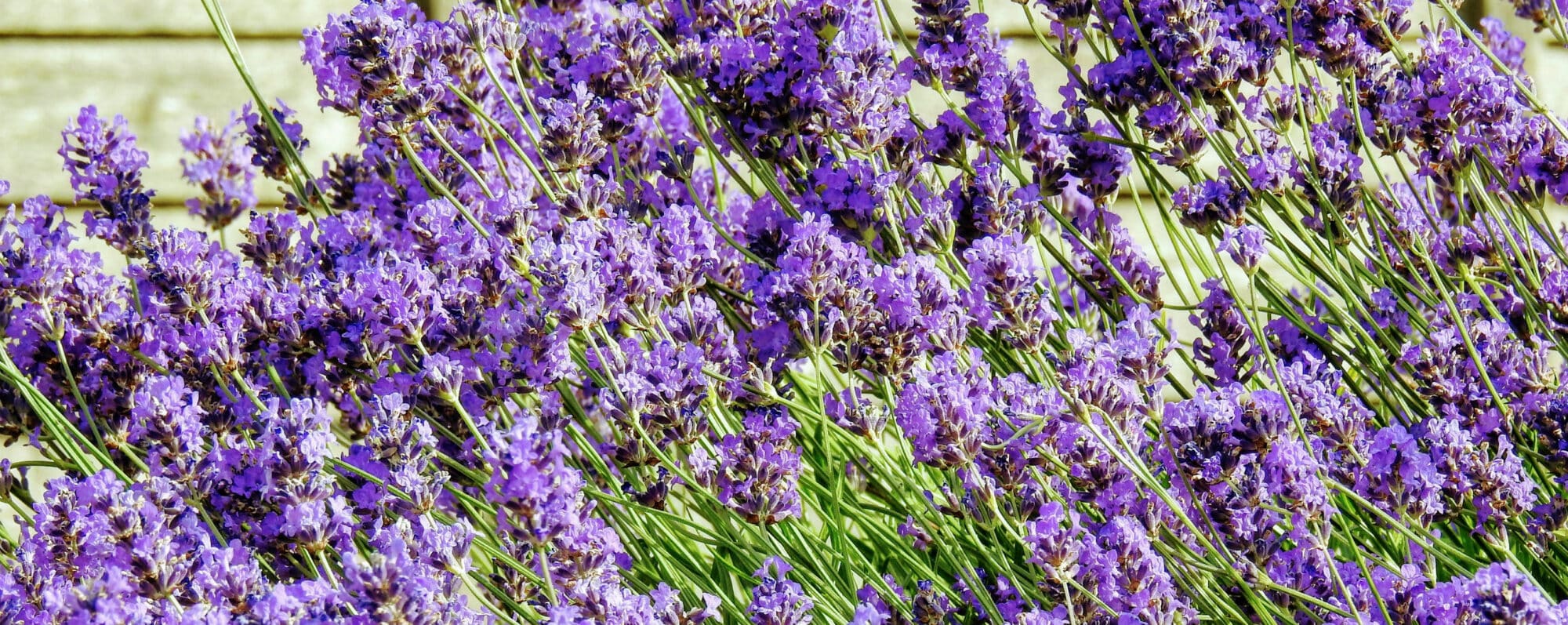 Lavender Hedging for Sale | Hopes Grove Nurseries