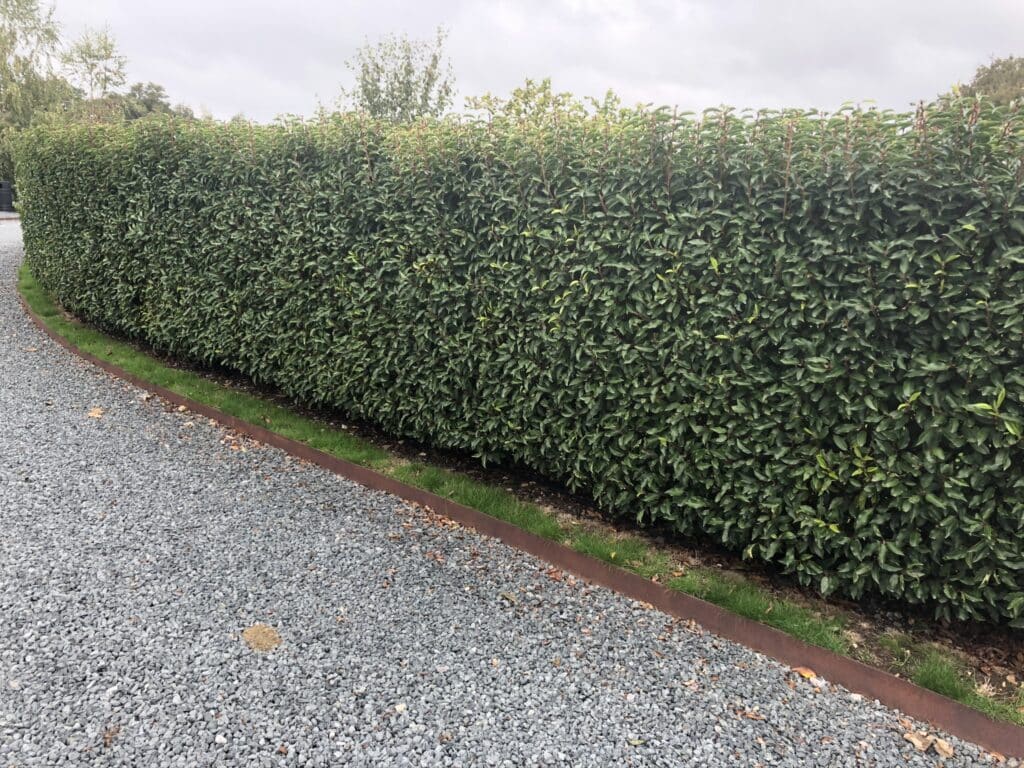 How Much Water Do Hedges Need? How Often To Water a New Hedge
