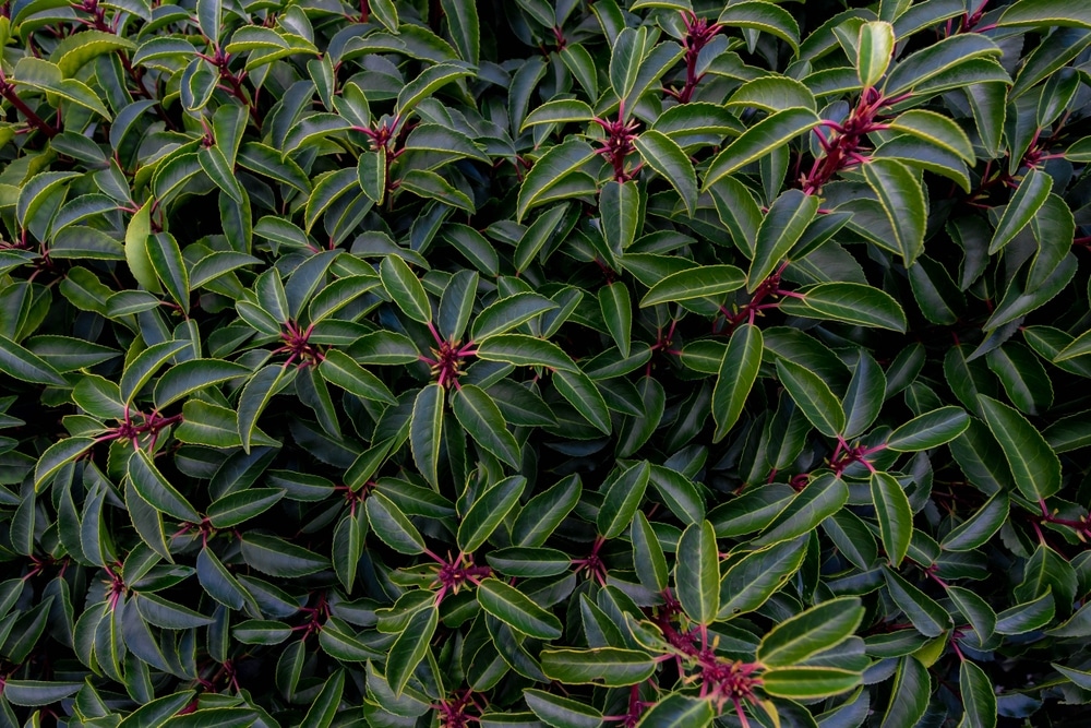 Laurels - The Beating Heart Of The Garden - Hopes Grove Nurseries