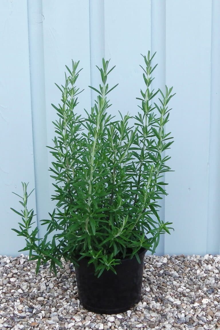 Buy Rosemary Plants | Rosemary Hedges (Rosmarinus Officinalis) | Hope Grove
