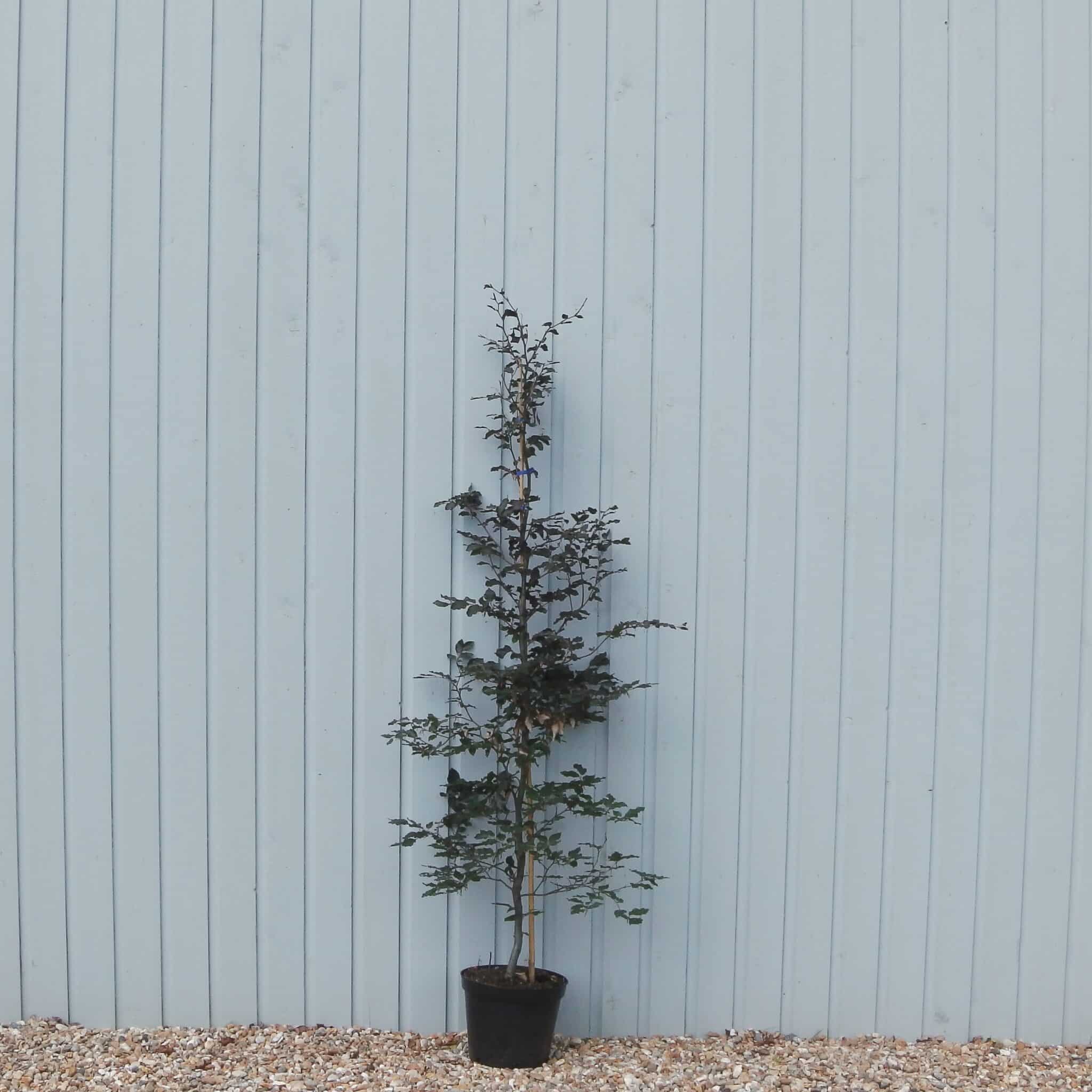 Purple Beech Hedge Plants - Fagus Sylvatica 'Purpurea' - Hopes Grove ...