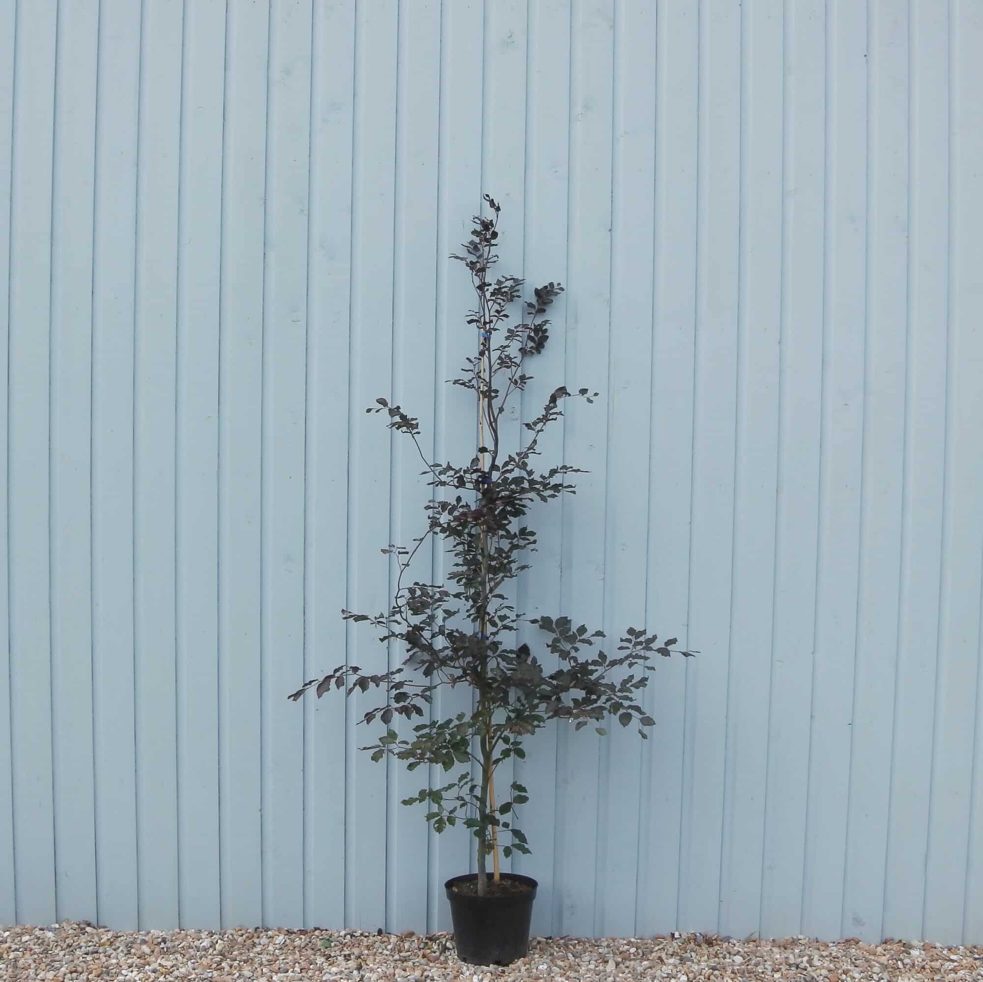 Purple Beech / Copper Beech Hedges | Hopes Grove Nurseries