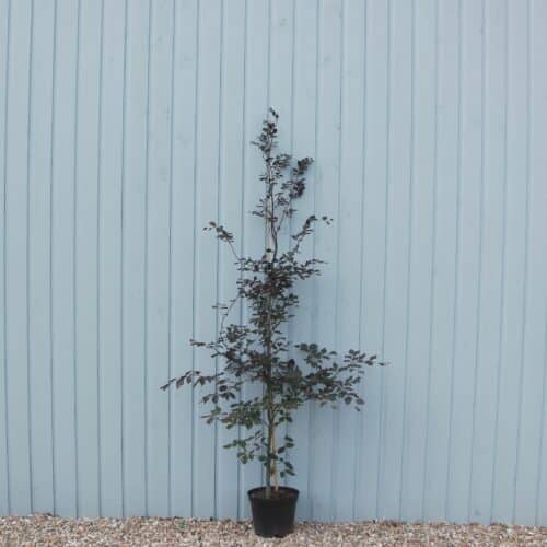 Purple Beech Hedge Plants - Fagus Sylvatica 'Purpurea' - Hopes Grove ...