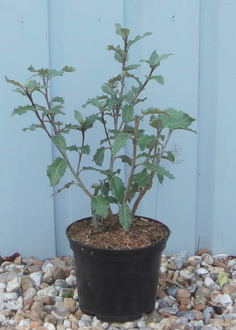 Olearia macrodonta Hedging - New Zealand Holly - Hopes Grove