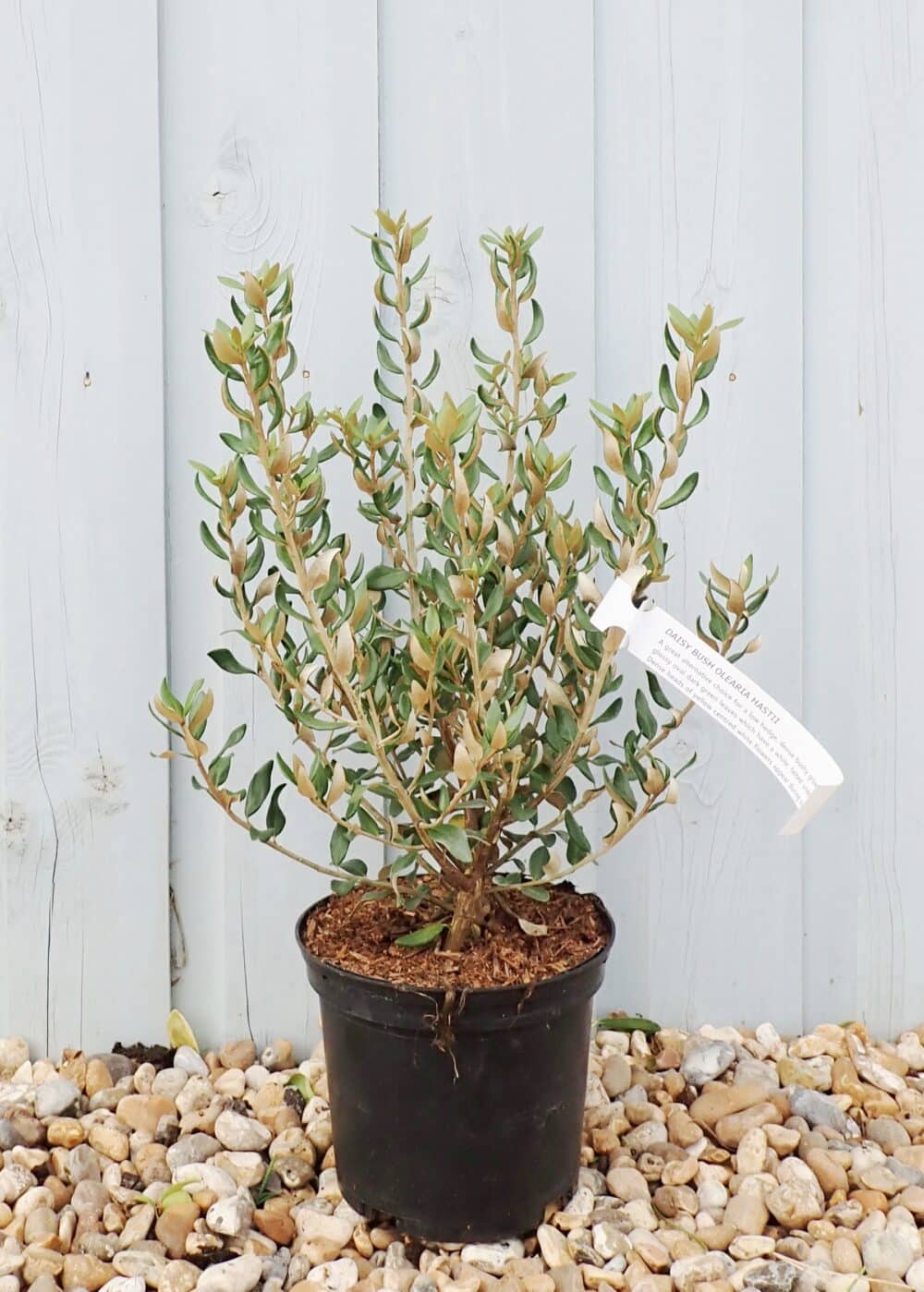 Olearia x haastii hedging - Daisy Bush - Hopes Grove Nurseries