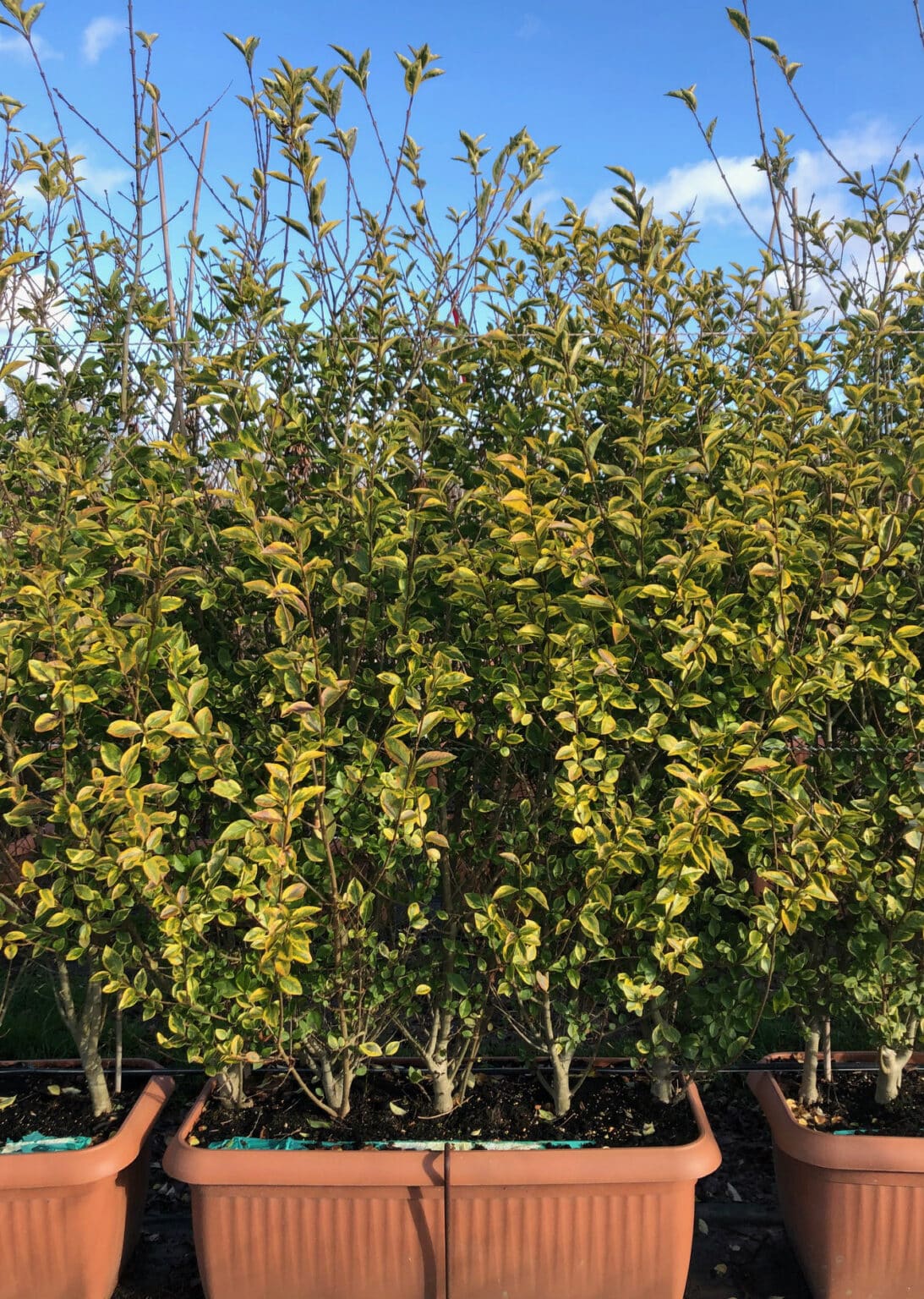 Privet Golden Hedging - Hopes Grove Nurseries