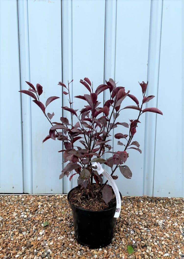 Prunus x cistena - Purple Leaf Sand Cherry - Hopes Grove