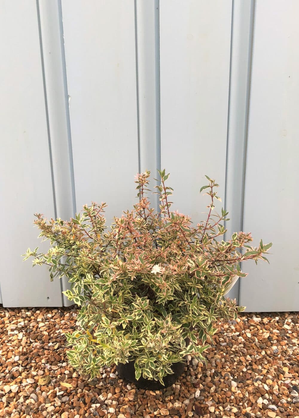 Abelia x grandiflora Confetti - Hopes Grove Nurseries