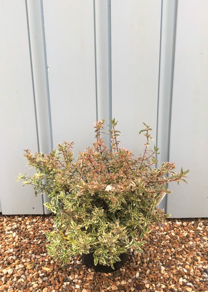 Abelia x grandiflora Confetti - Hopes Grove Nurseries