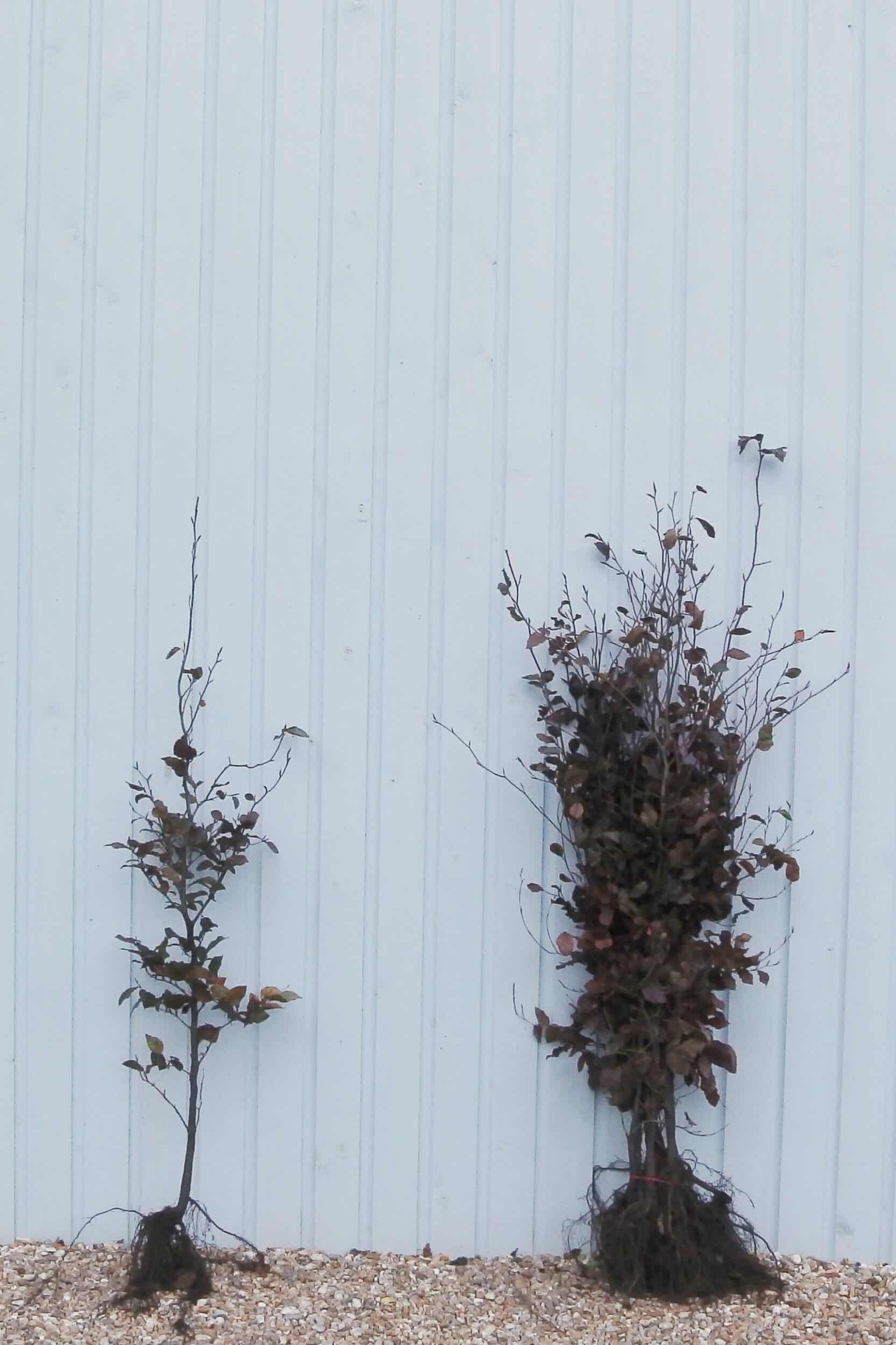 Green Beech Hedging Plants - Fagus Sylvatica - Hopes Grove Nurseries