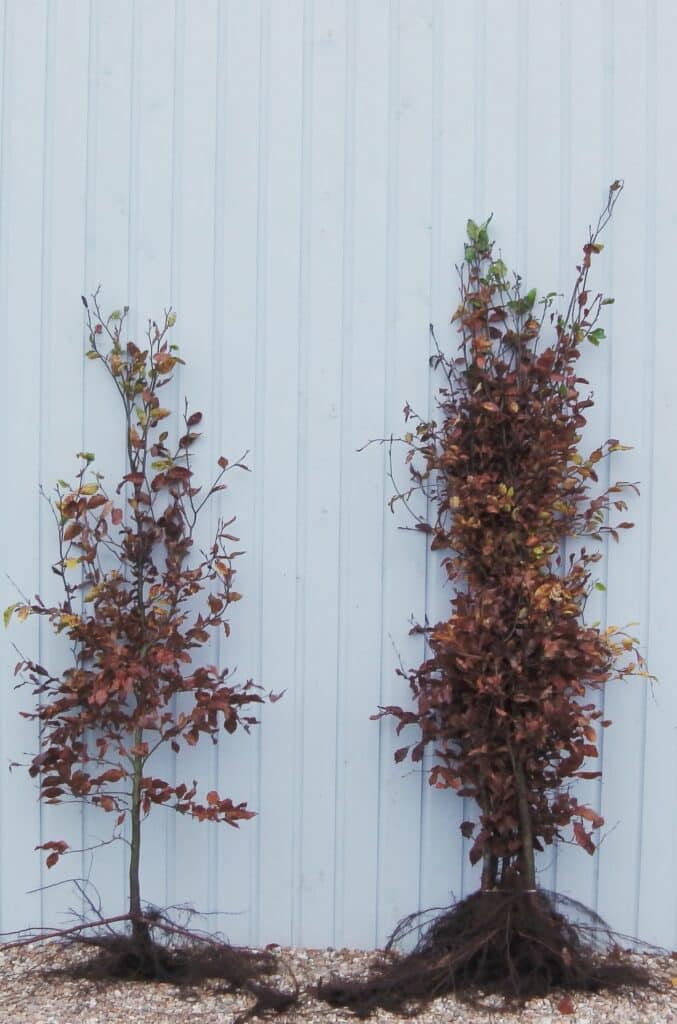 Green Beech Hedging Plants - Fagus Sylvatica - Hopes Grove Nurseries