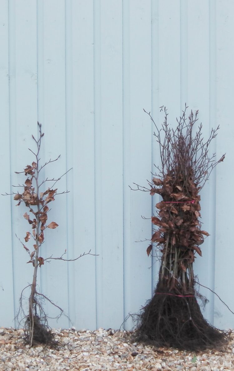 Purple Beech Hedge Plants - Fagus Sylvatica 'Purpurea' - Hopes Grove ...