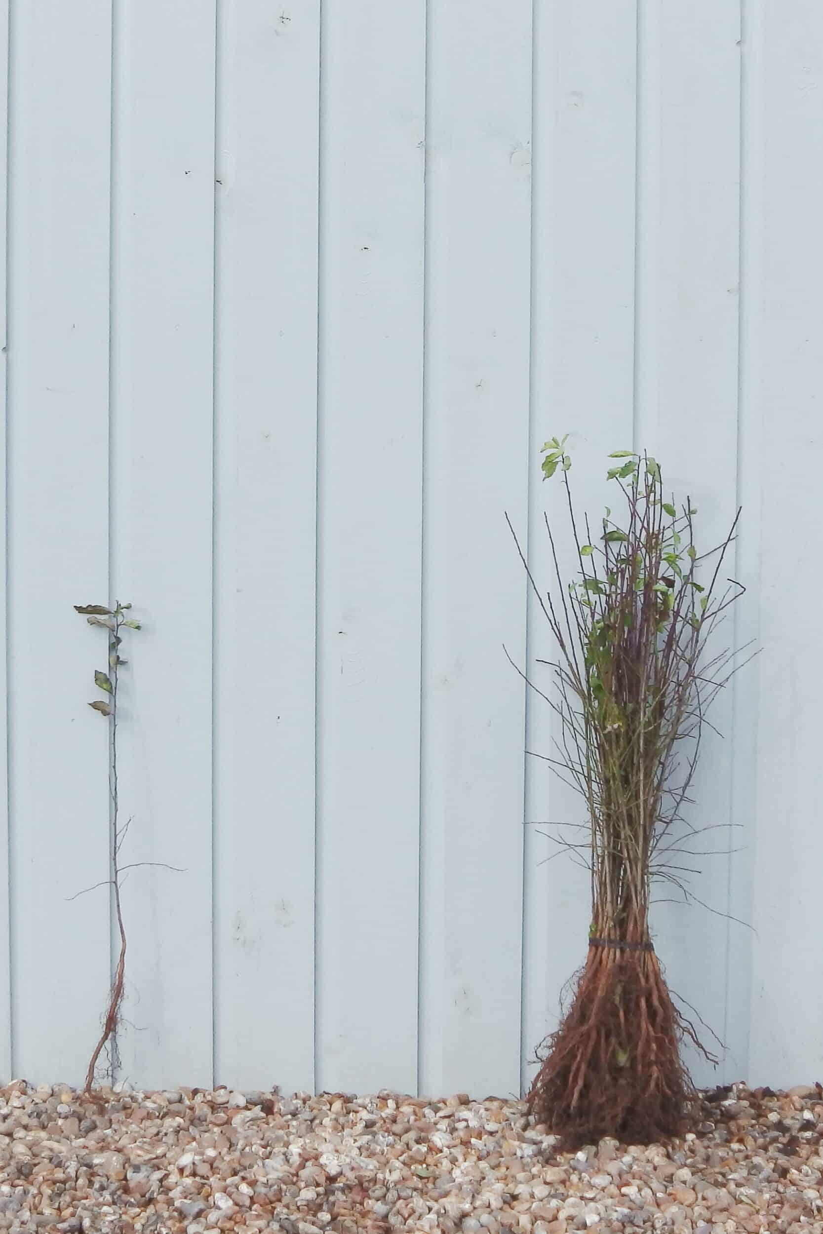 Buy Blackthorn Hedging | Prunus Spinosa Hedge Plants | Hopes Grove ...