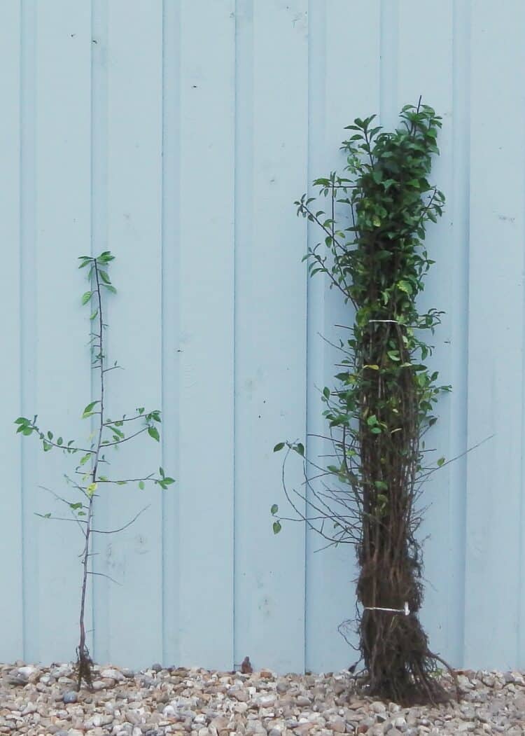 Buy Blackthorn Hedging | Prunus Spinosa Hedge Plants | Hopes Grove ...