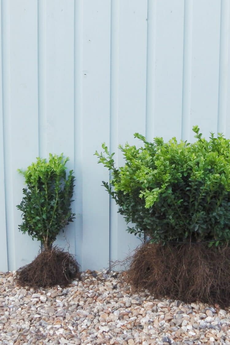 Buy Common Box Hedge Plants (Buxus Sempervirens) | Common Box Hedging