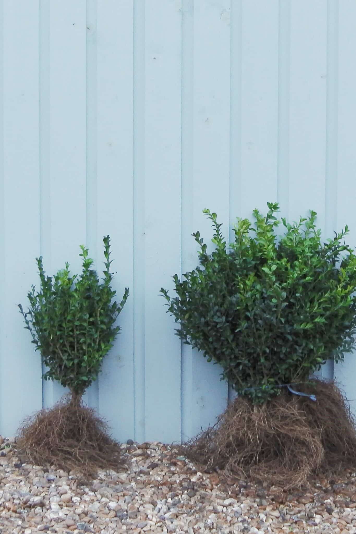 Buy Common Box Hedge Plants (Buxus Sempervirens) | Common Box Hedging
