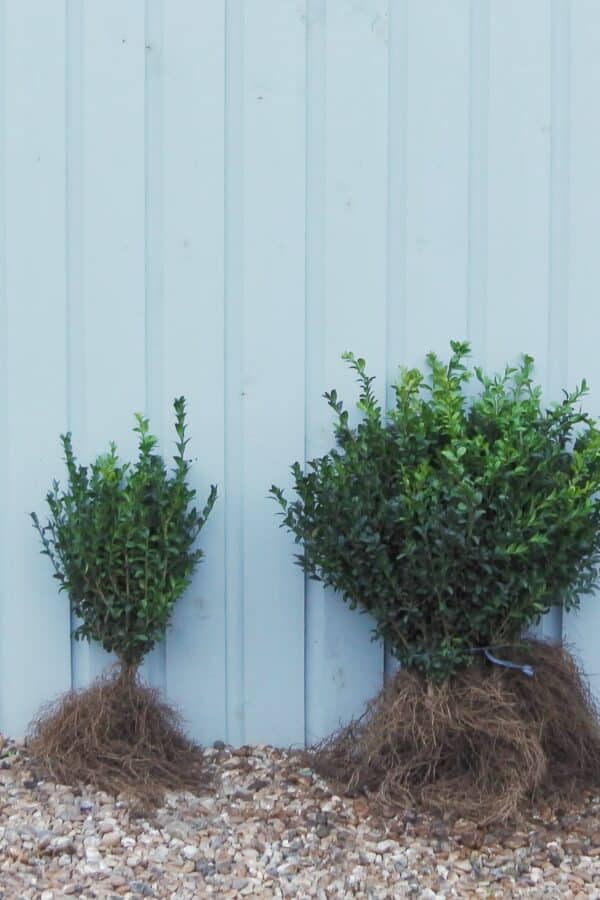 Buy Common Box Hedge Plants (Buxus Sempervirens) | Common Box Hedging