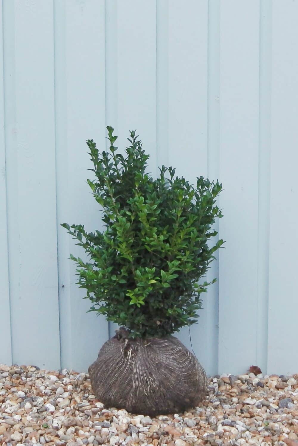 Buy Common Box Hedge Plants (Buxus Sempervirens) | Common Box Hedging