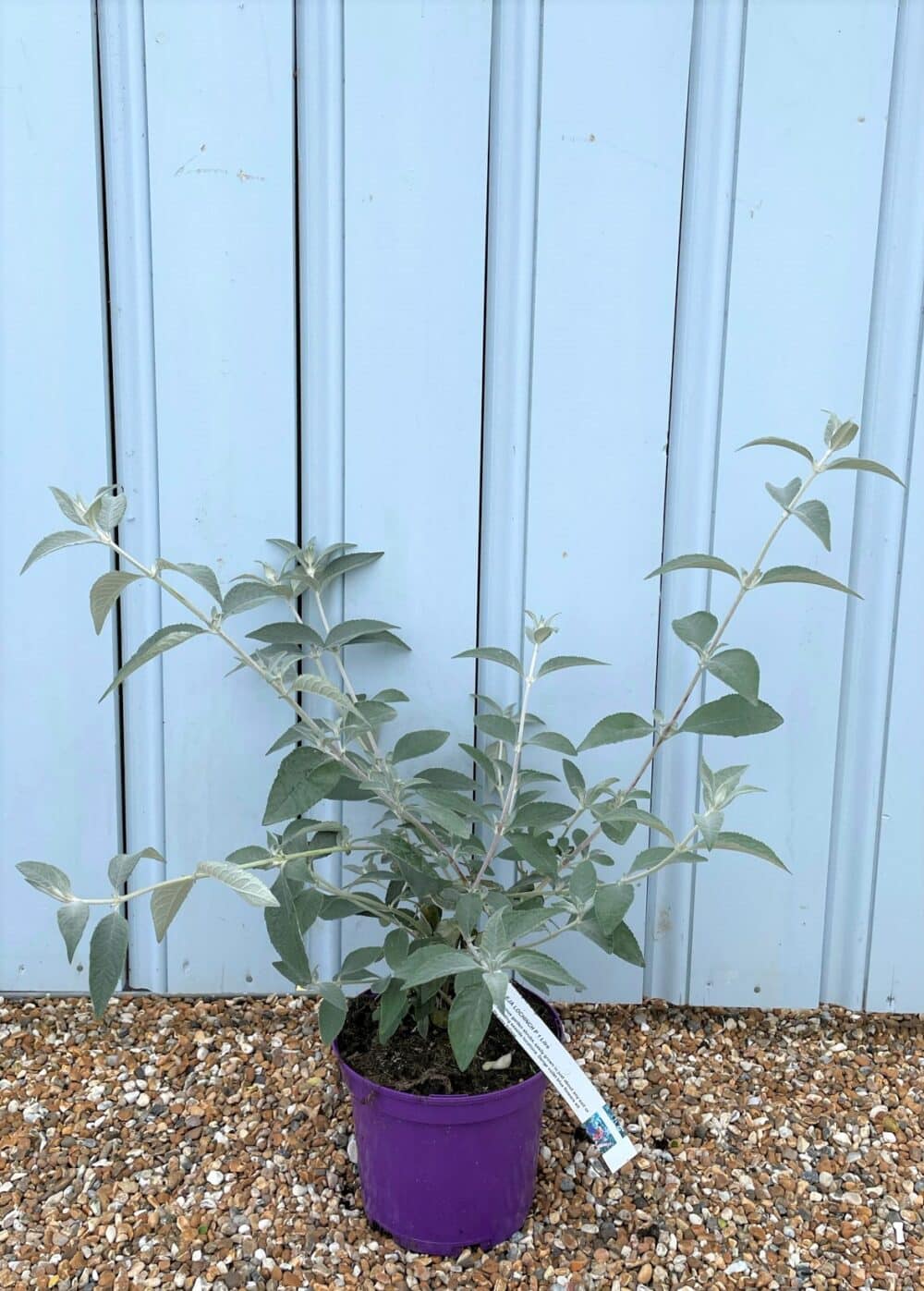 Potted Shrubs - Hopes Grove Nurseries