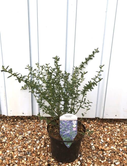 Ceanothus Concha - Hopes Grove Nurseries