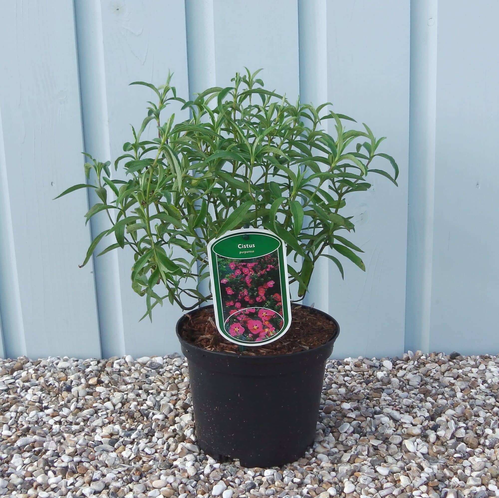 Cistus Purpureus - Hopes Grove Nurseries