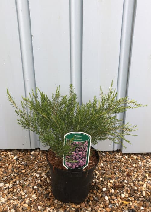 Diosma ericoides Pink Fountain - Hopes Grove Nurseries