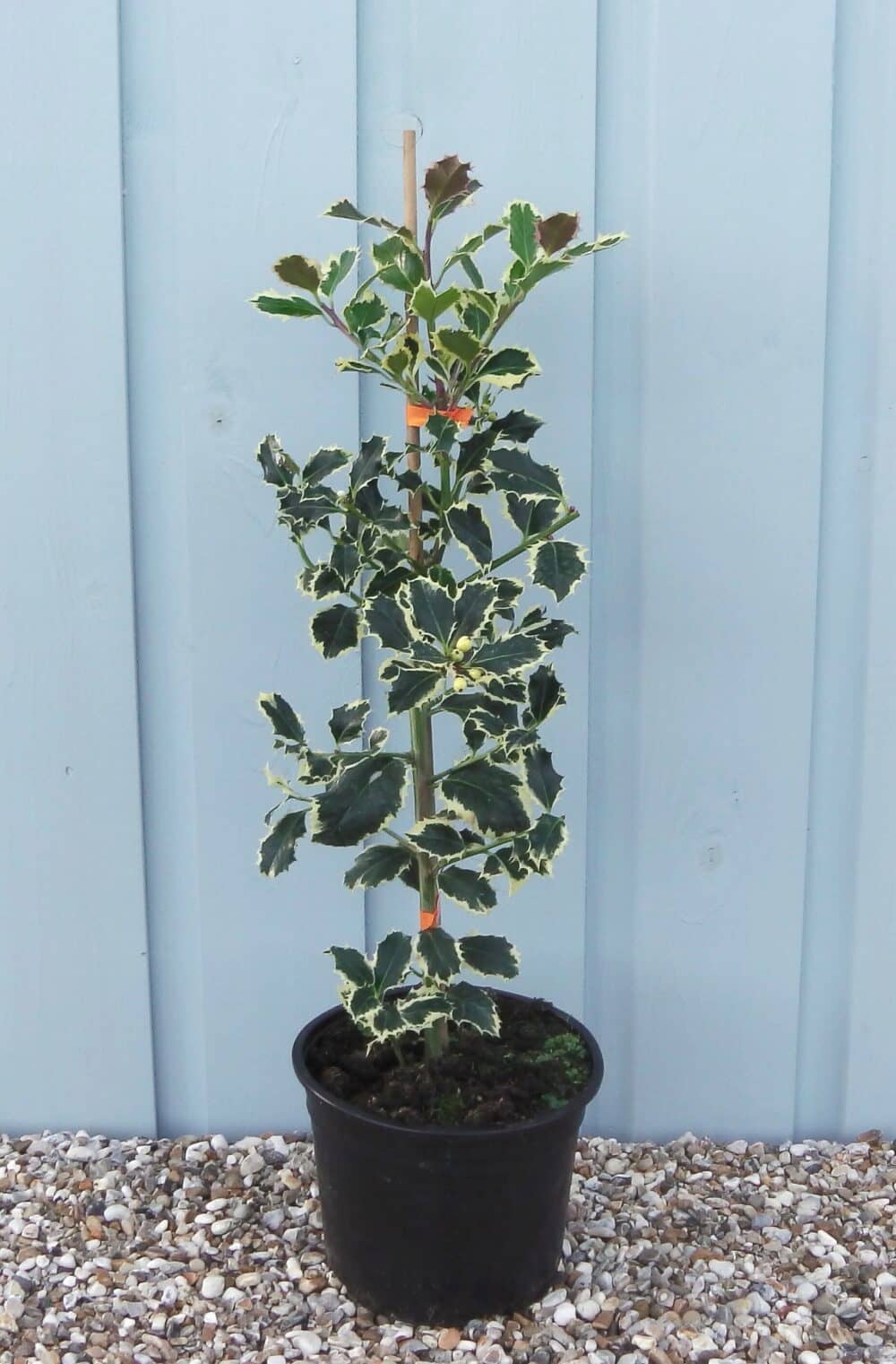 Buy Ilex Argentea Marginata - Silver Holly | Variegated Holly Hedging