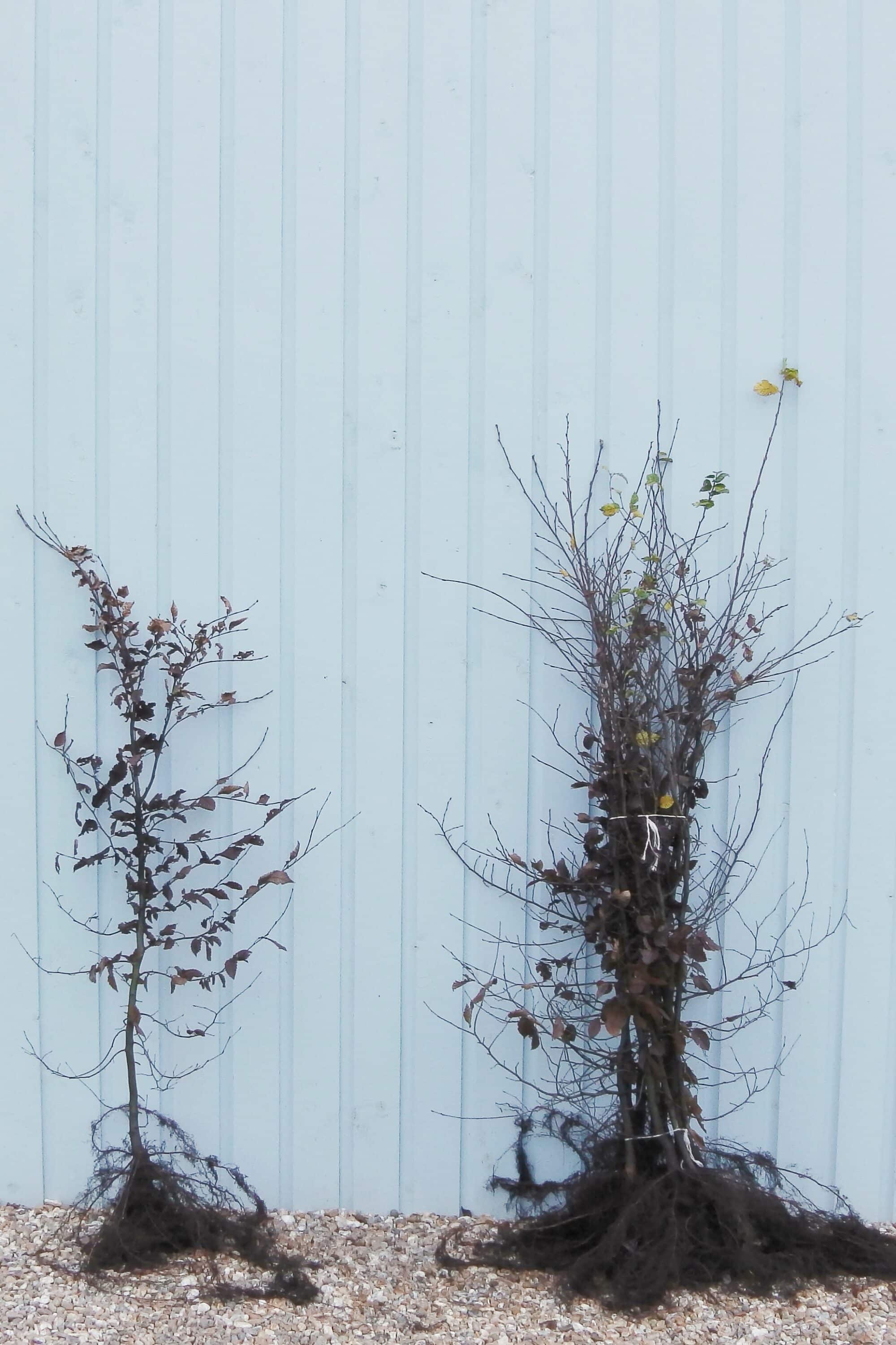 Buy Hornbeam Hedging ‘Carpinus Betulus’ | European Hornbeam Hedge