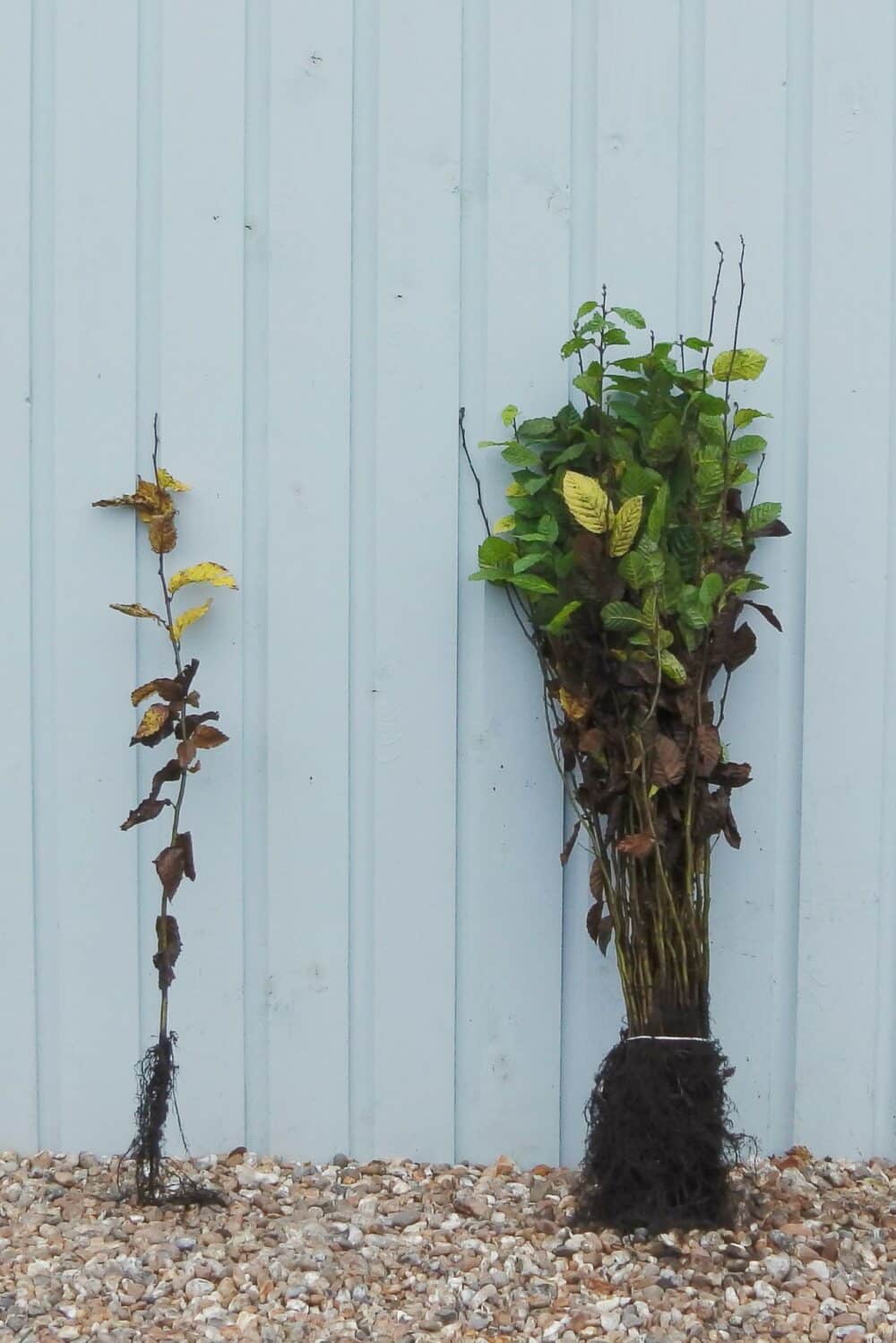 Buy Hornbeam Hedging ‘Carpinus Betulus’ | European Hornbeam Hedge