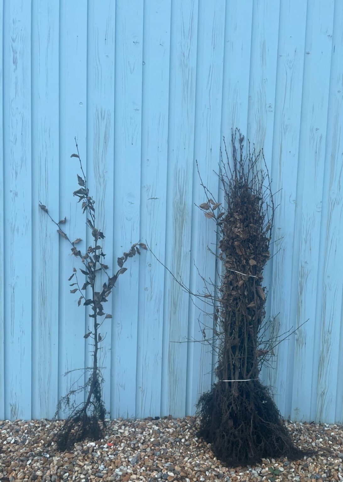 Buy Hornbeam Hedging ‘Carpinus Betulus’ | European Hornbeam Hedge