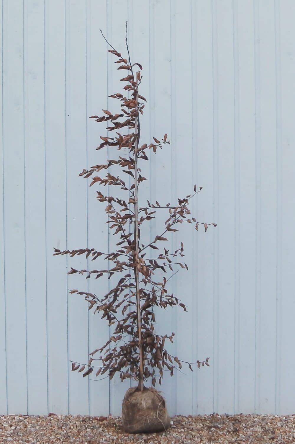 Buy Hornbeam Hedging ‘Carpinus Betulus’ | European Hornbeam Hedge