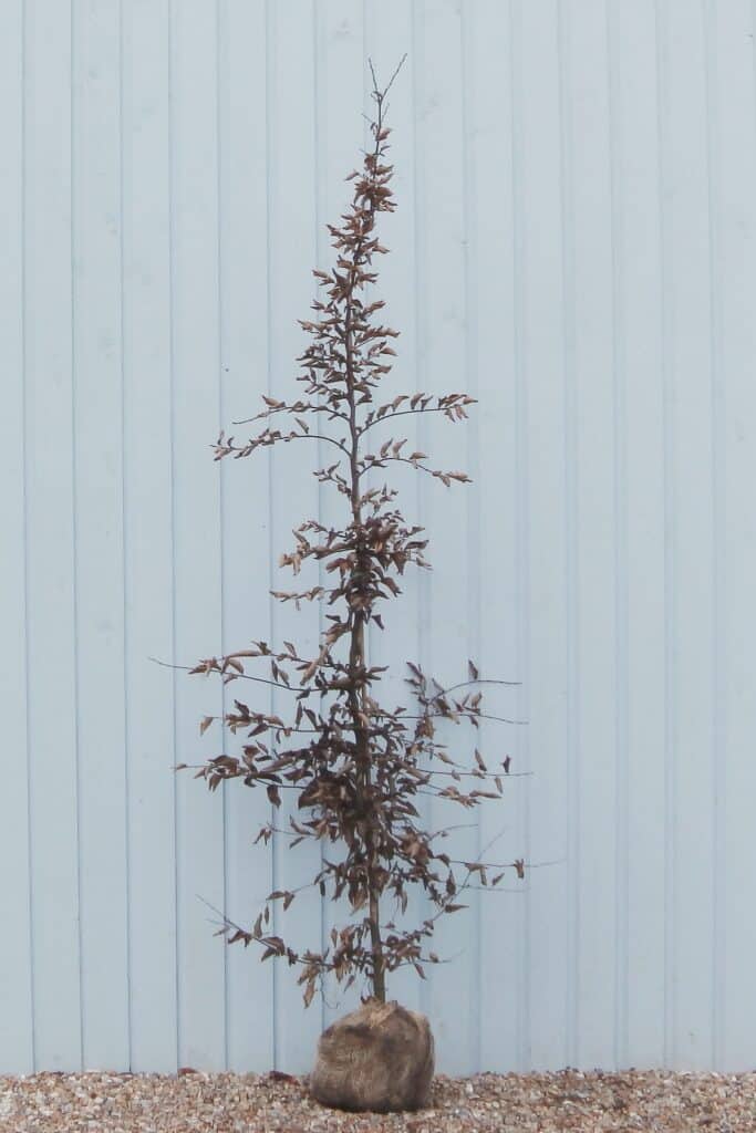 Buy Hornbeam Hedging ‘Carpinus Betulus’ | European Hornbeam Hedge