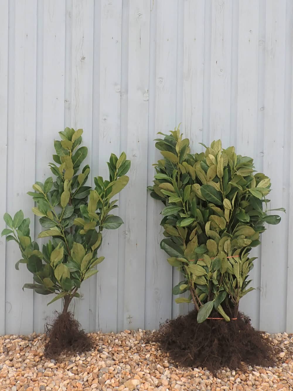 Common Laurel Hedging - Cherry Laurel | Hope Grove Nurseries
