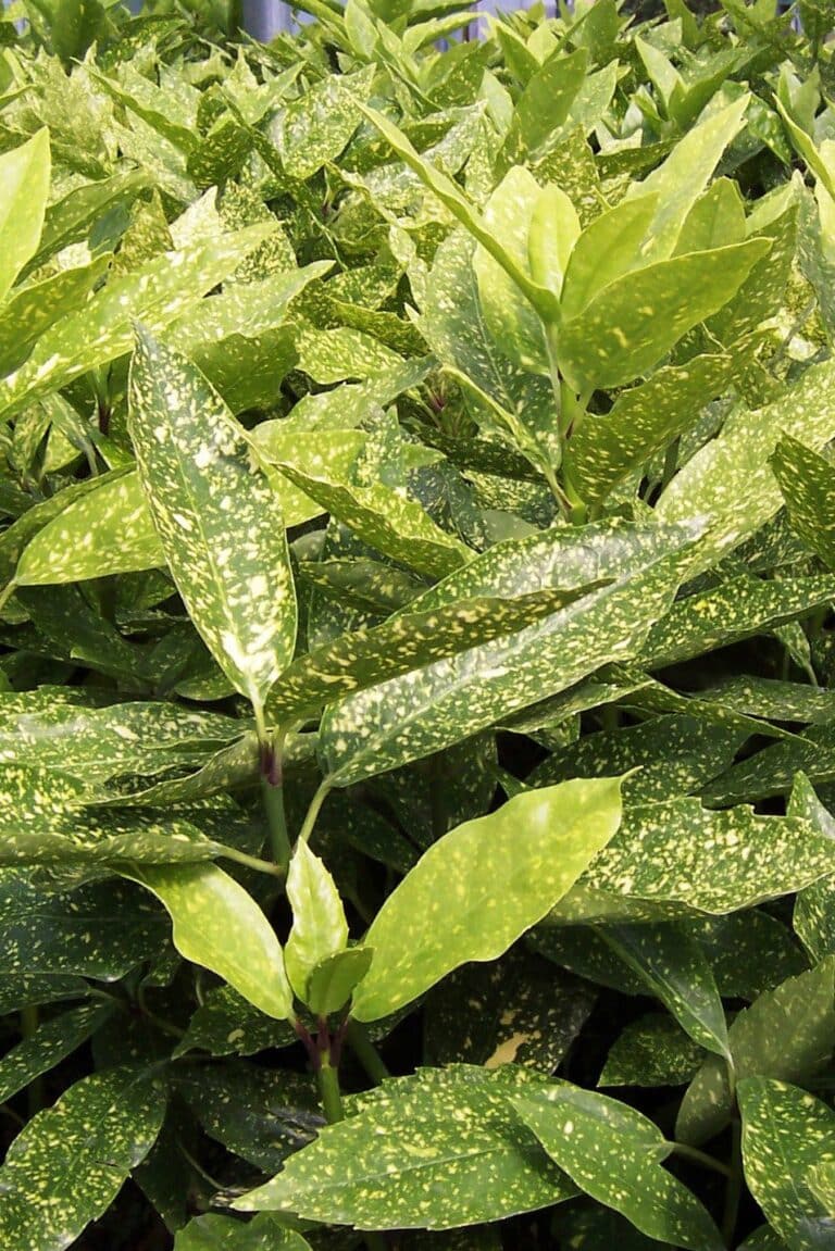 Buy Spotted Laurel Hedge Plants | Japanese Laurel Hedging | Aucuba ...