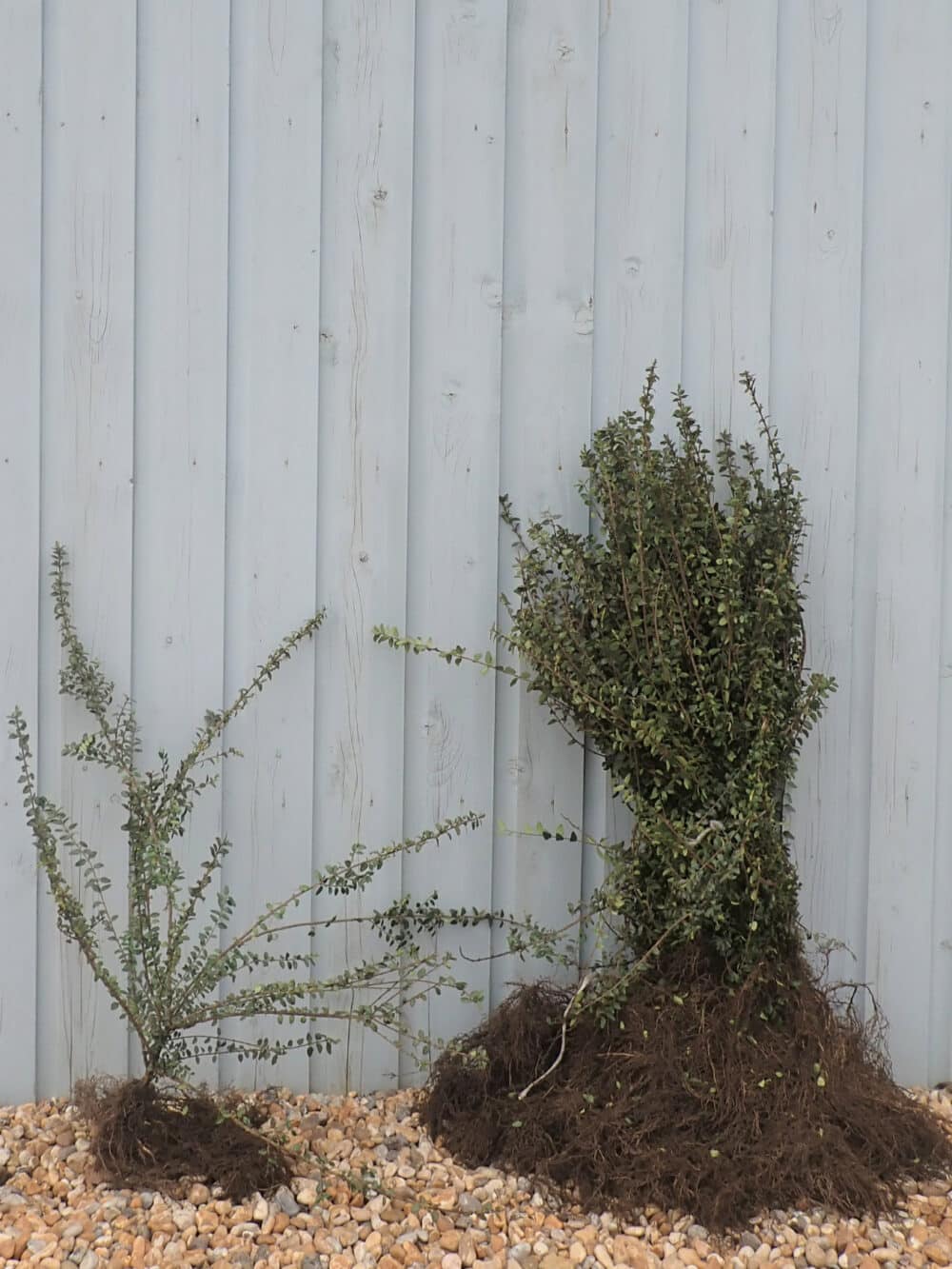 Lonicera Nitida Elegant Hedging - Hopes Grove Nurseries