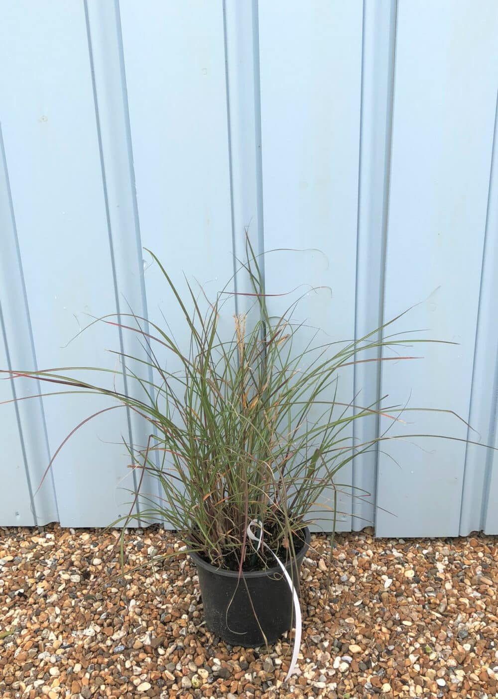 Miscanthus sinensis Red Chief - Hopes Grove Nurseries