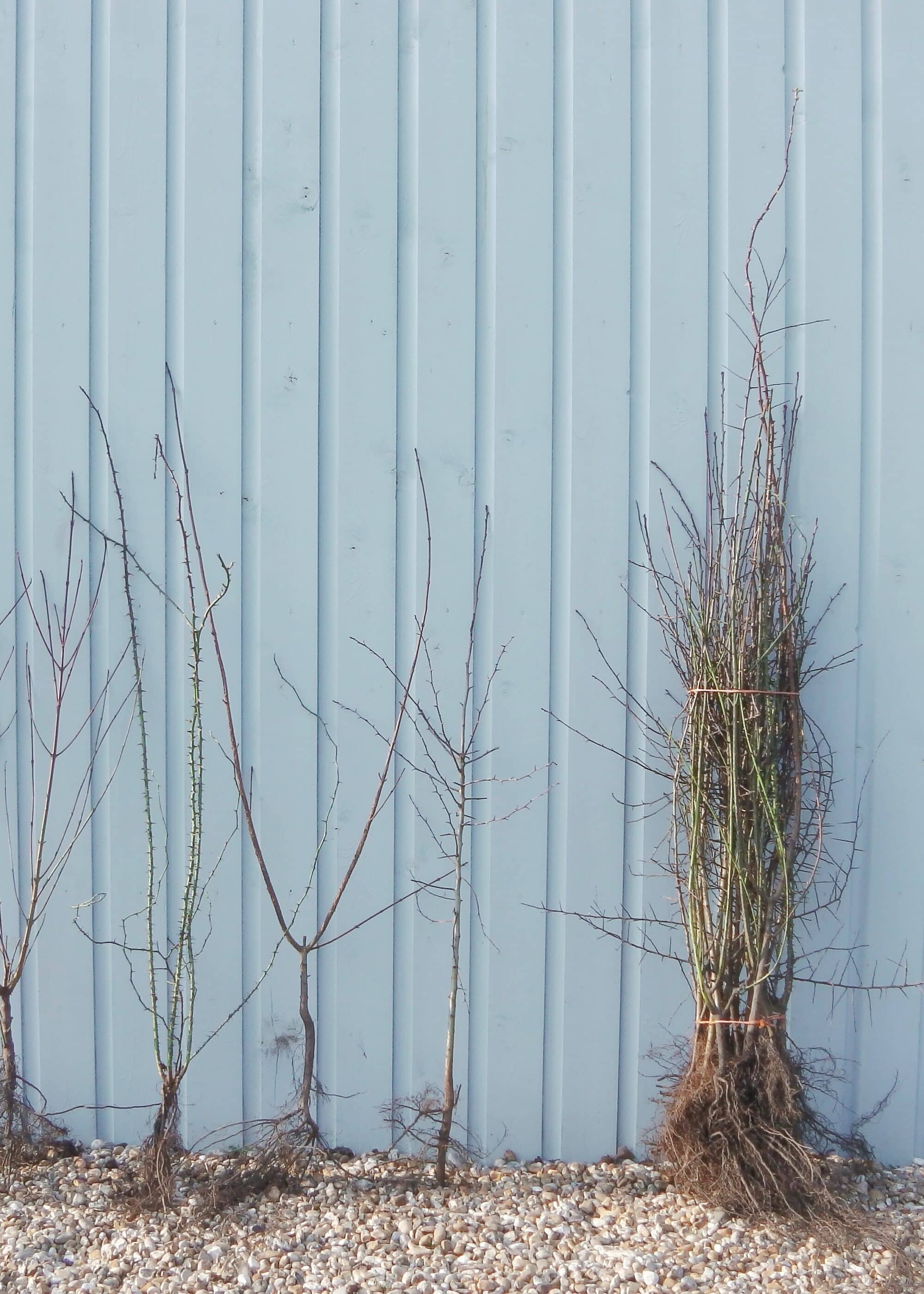 Bird Friendly Mixed Native Hedging - Hopes Grove Nurseries