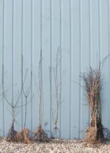 Flowering Native Hedgerow - Flowering Native Plants | Hopes Grove