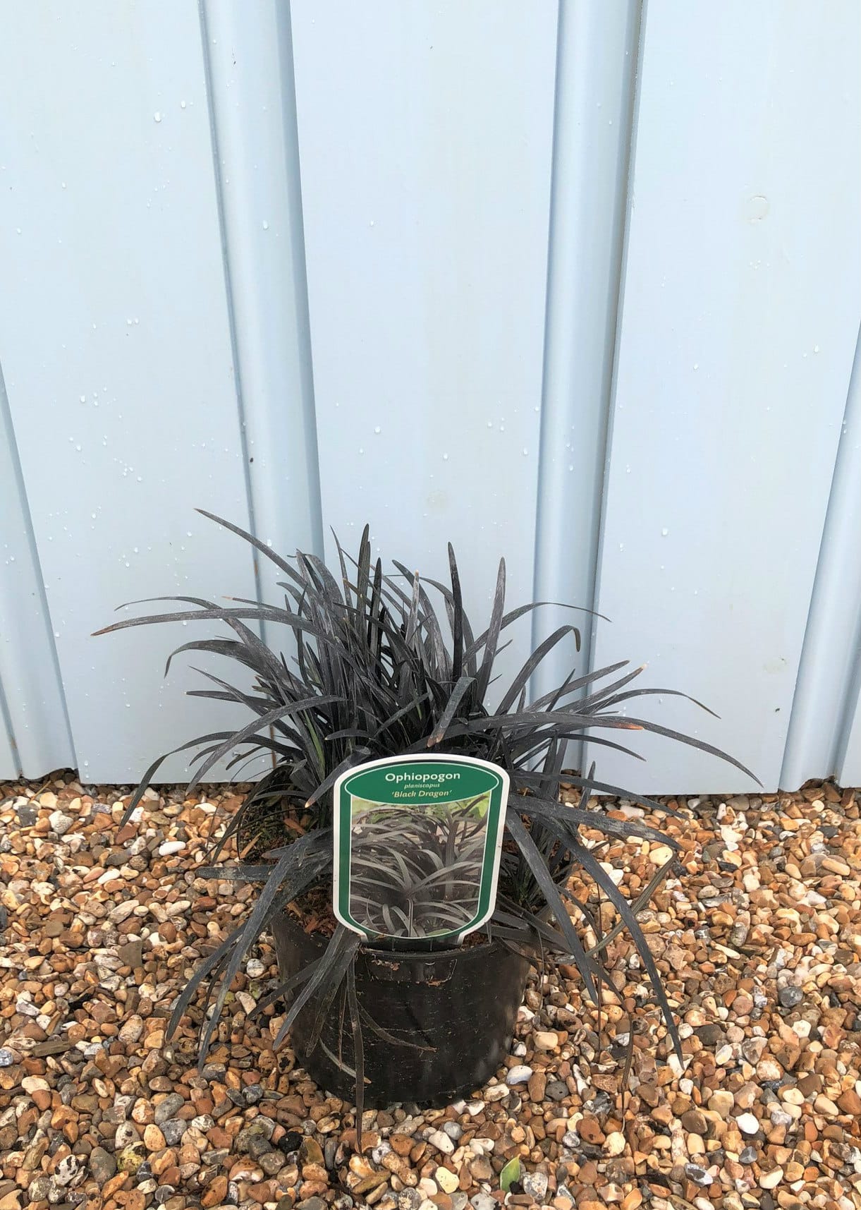 Dragon grass store
