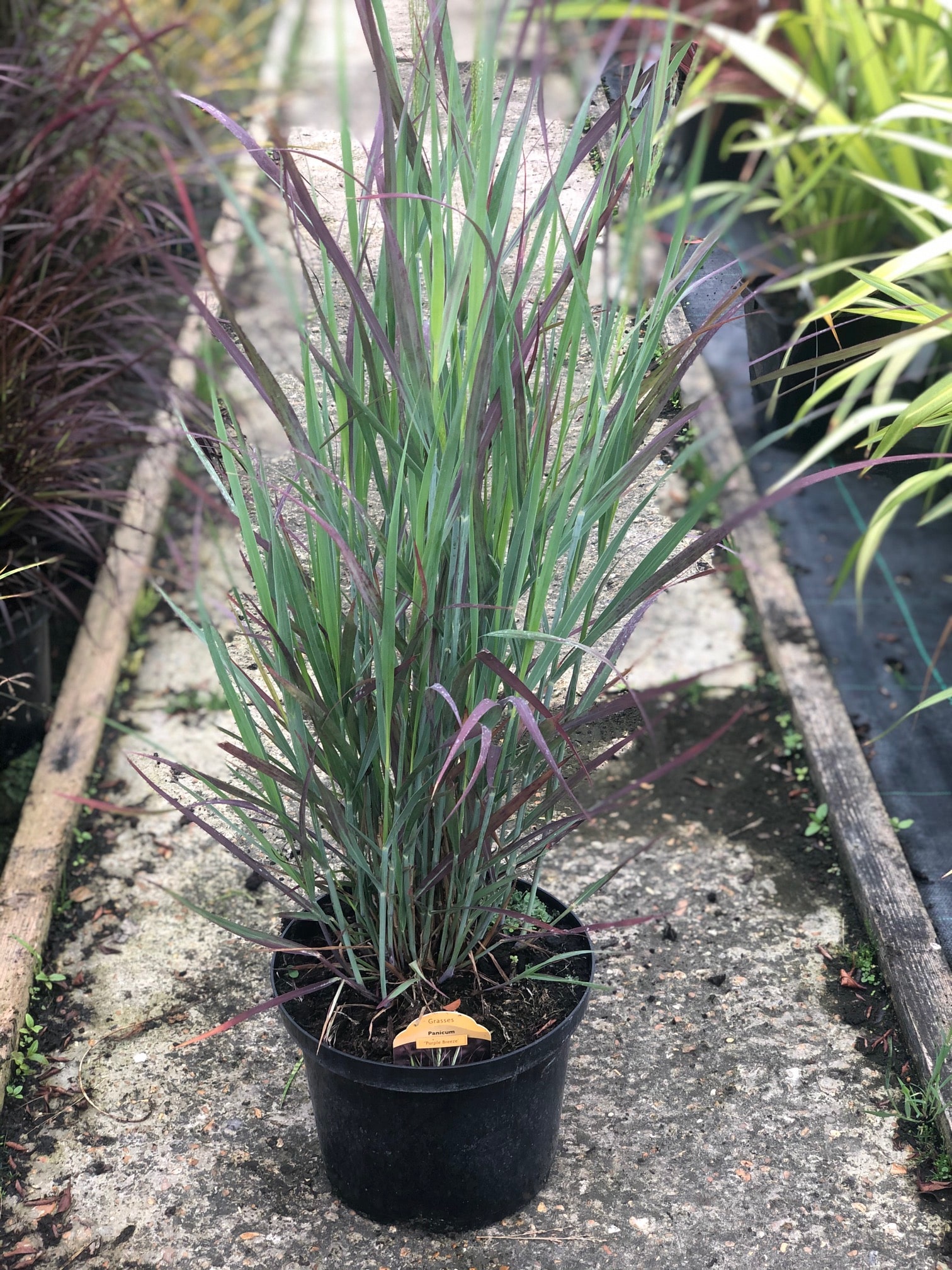 Panicum virgatum Warrior - Hopes Grove Nurseries