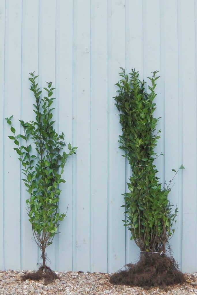 Buy Ligustrum Ovalifolium Hedging | Common Privet Hedge | Green Privet ...