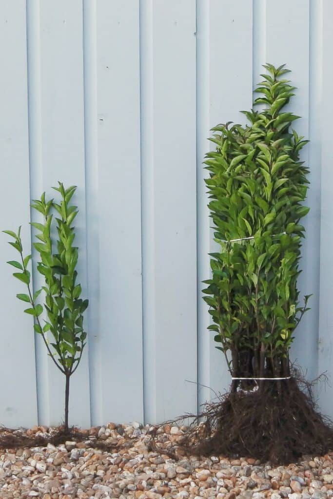 Buy Ligustrum Ovalifolium Hedging | Common Privet Hedge | Green Privet ...