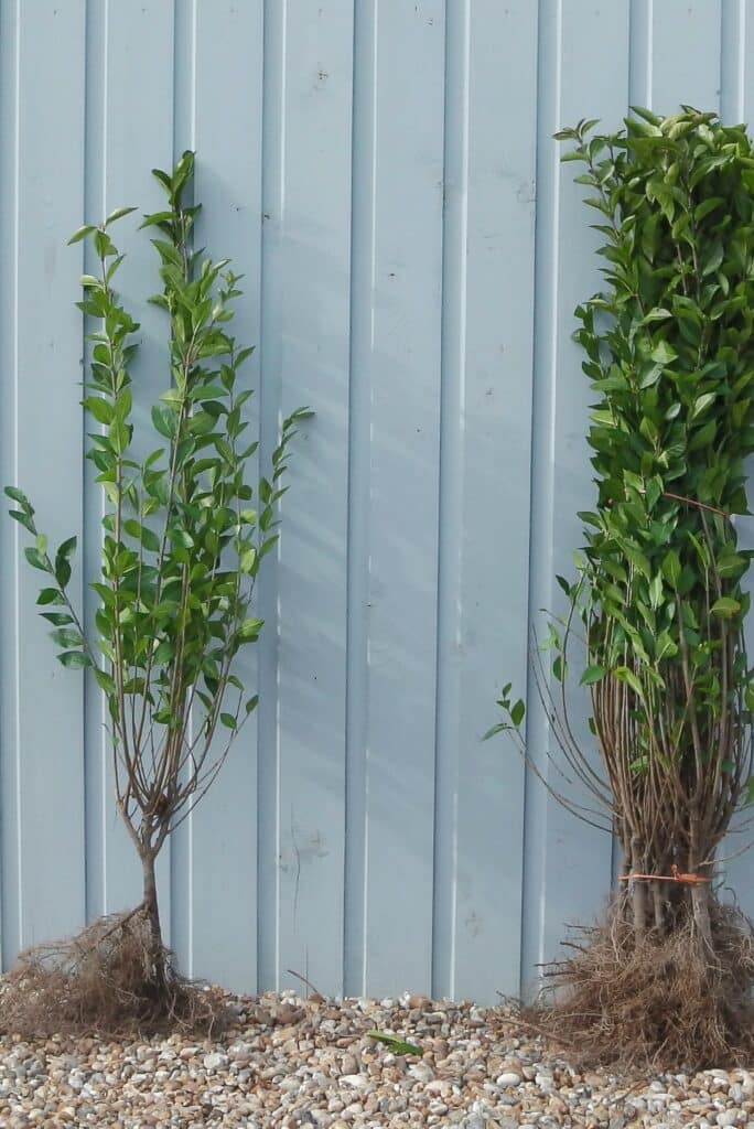 Buy Ligustrum Ovalifolium Hedging | Common Privet Hedge | Green Privet ...